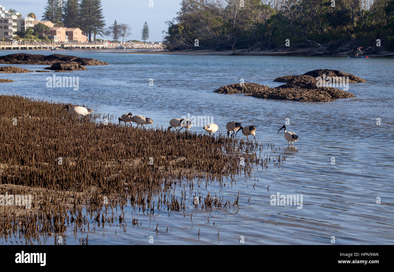 The Ibis Birds. The Ibises are a group of long-legged wading birds in ...