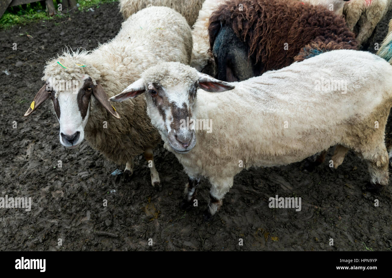 Sheep in a farmhouse Stock Photo - Alamy