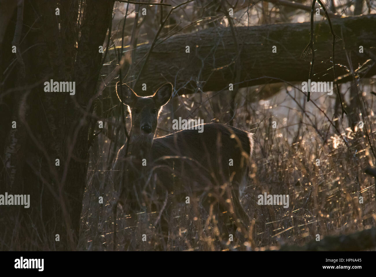 Backlit whitetail deer hi-res stock photography and images - Alamy