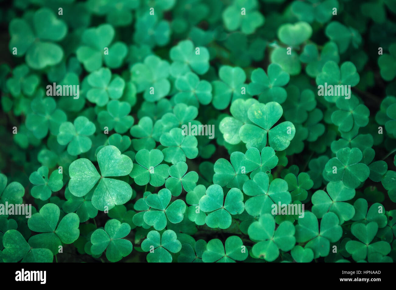Irish shamrock plant hi-res stock photography and images - Alamy
