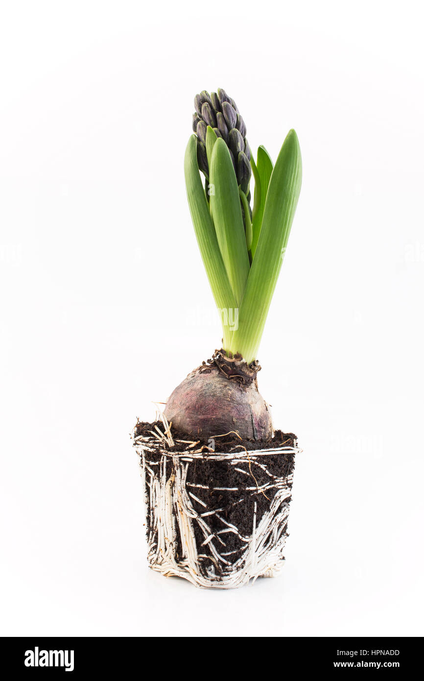 Hyacinth bulb roots hi-res stock photography and images - Alamy
