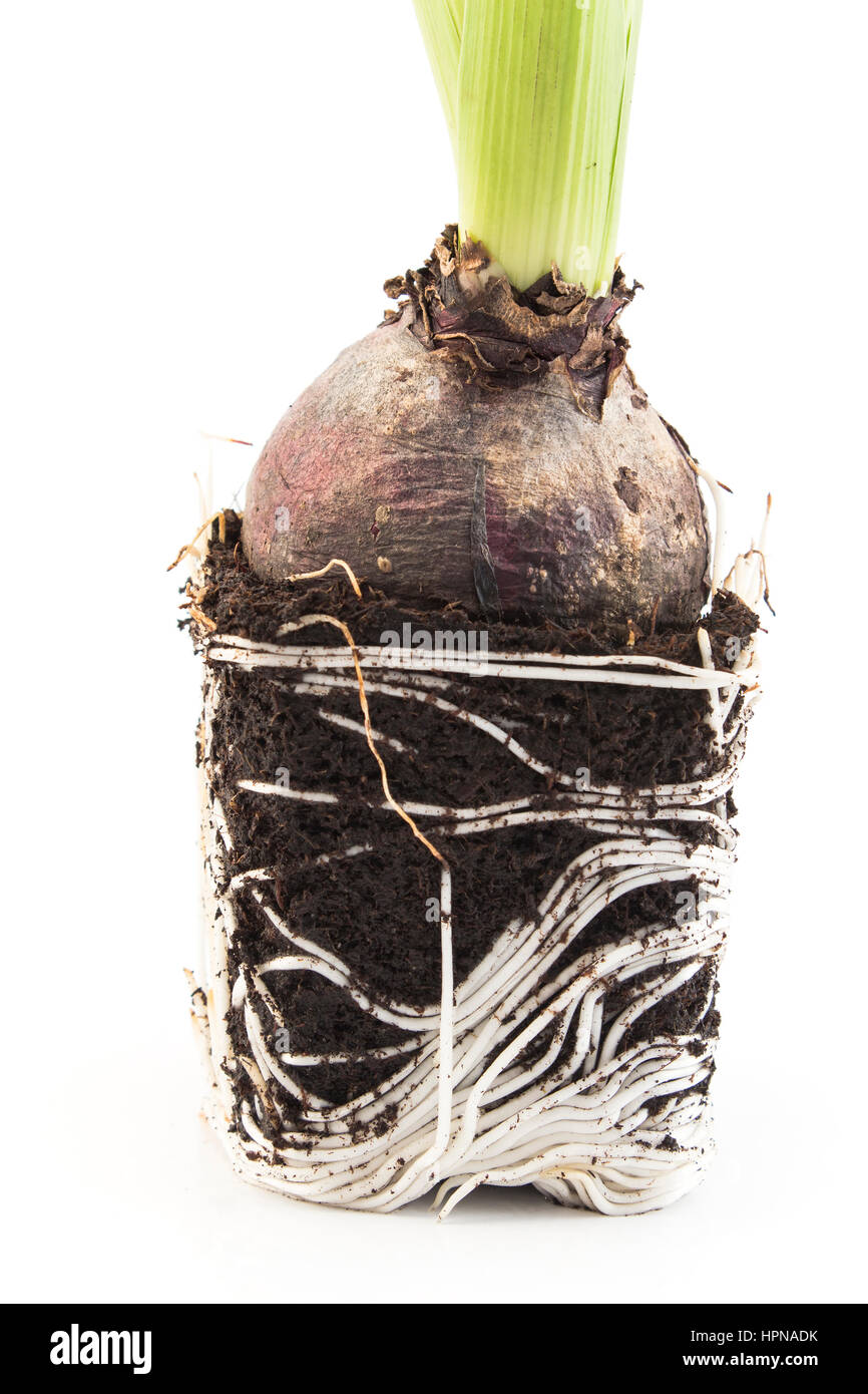 Root and Tuber Hyacinth, Ready for Transplanting Stock Photo - Alamy