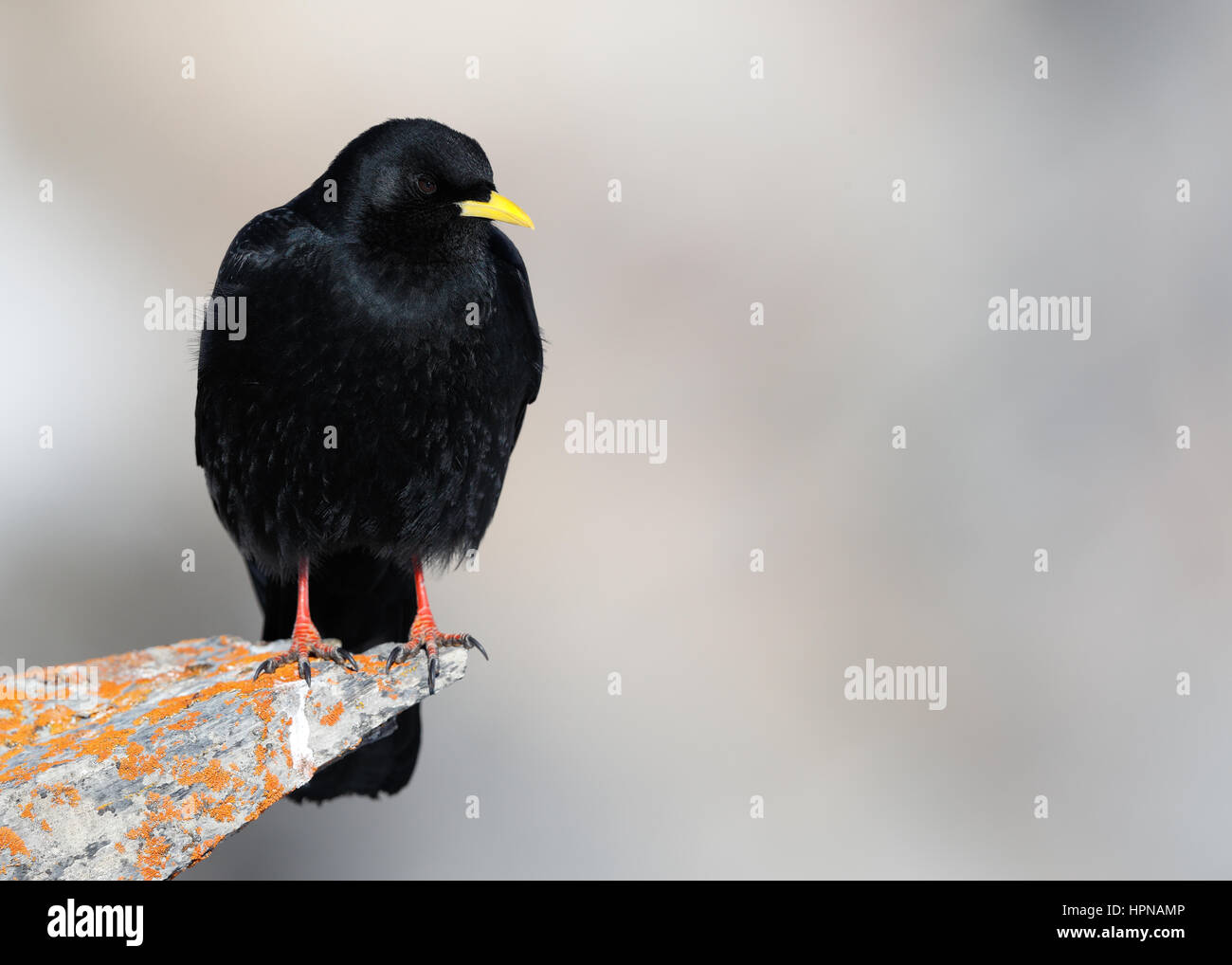 Swiss bird species hi-res stock photography and images - Alamy