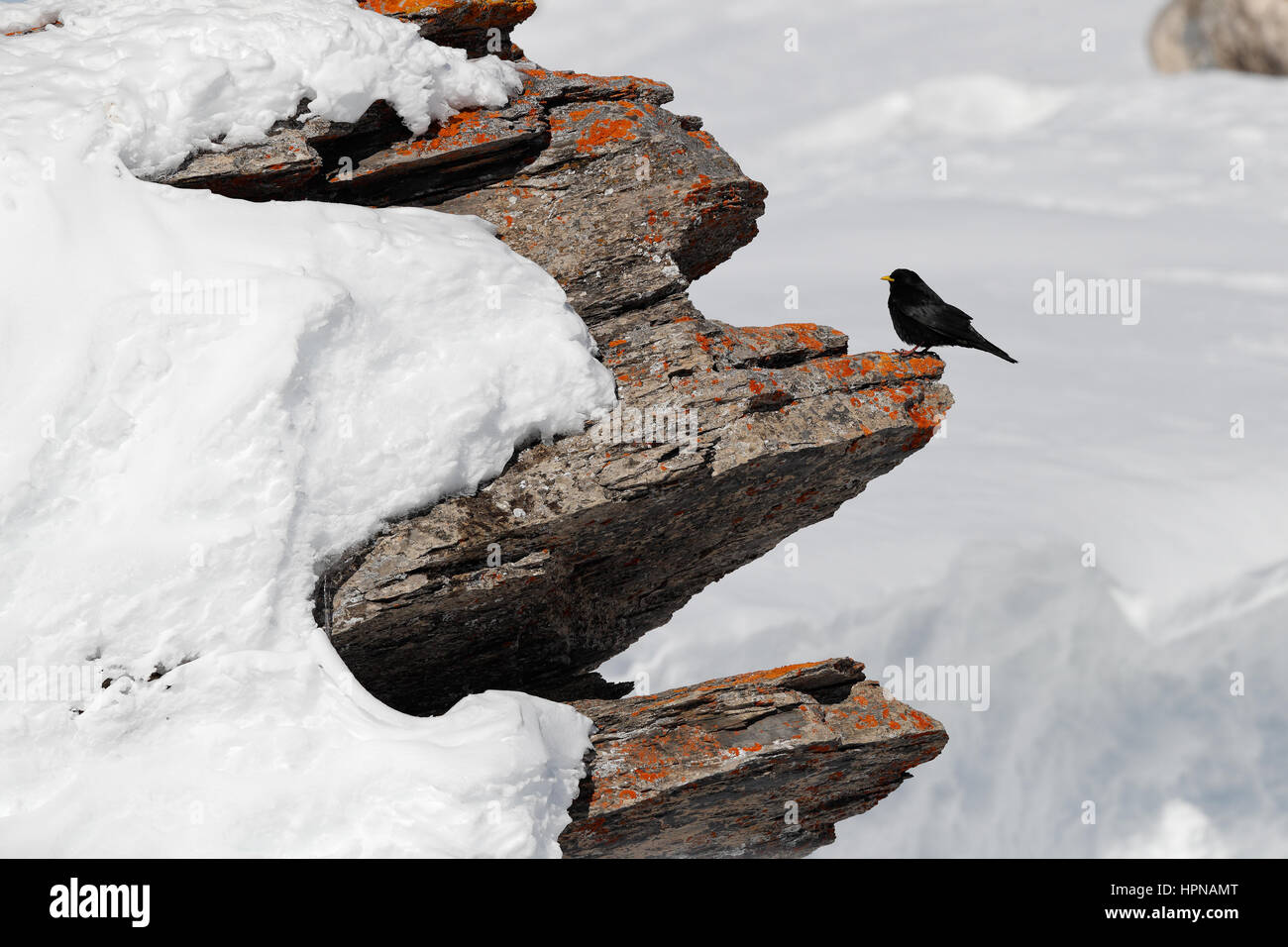 Alpine Chough in winter mountain habitat, Swiss Alps Stock Photo - Alamy