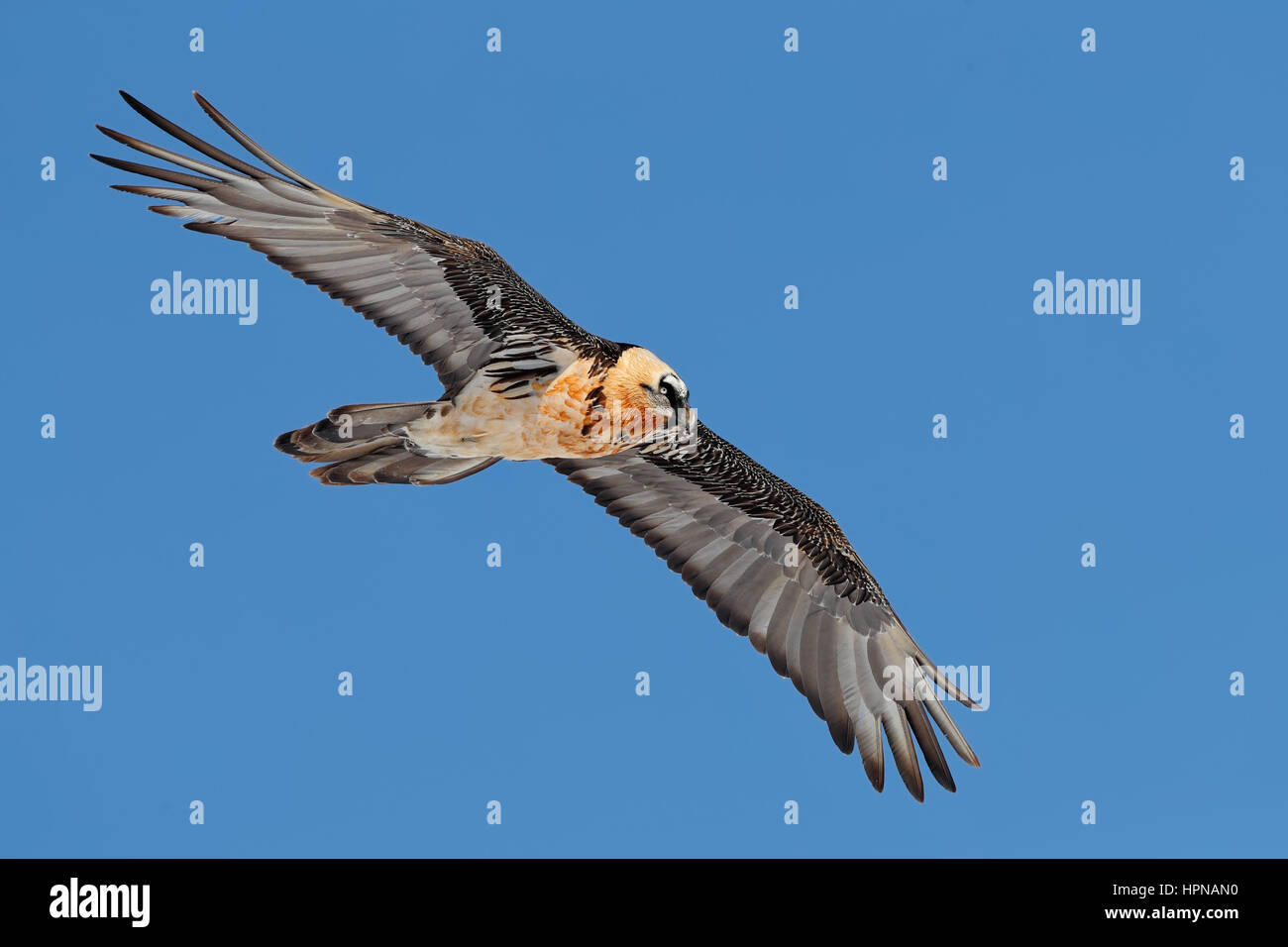 Bearded vulture alps hi-res stock photography and images - Alamy