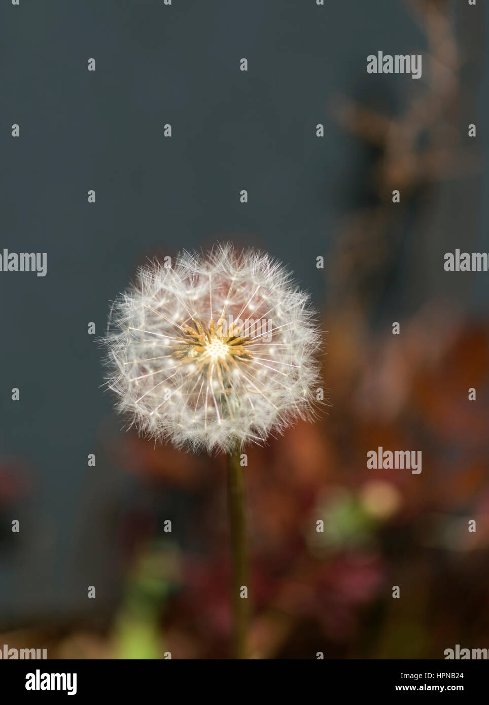 Dandelion seed ball against grey and brown background in sunlight Stock ...