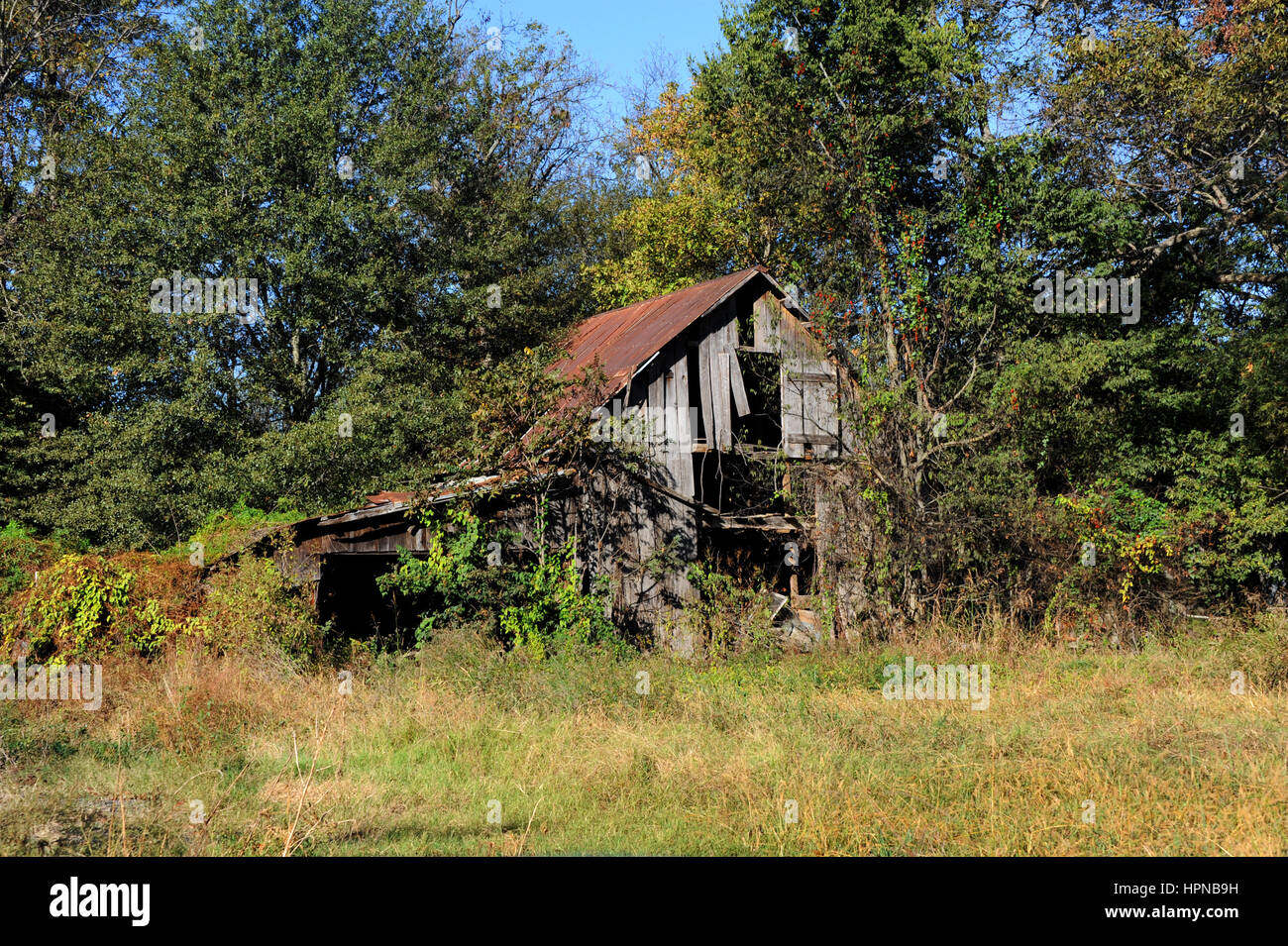Old barn is almost completely overtaken by weeds and trees. Wood is ...