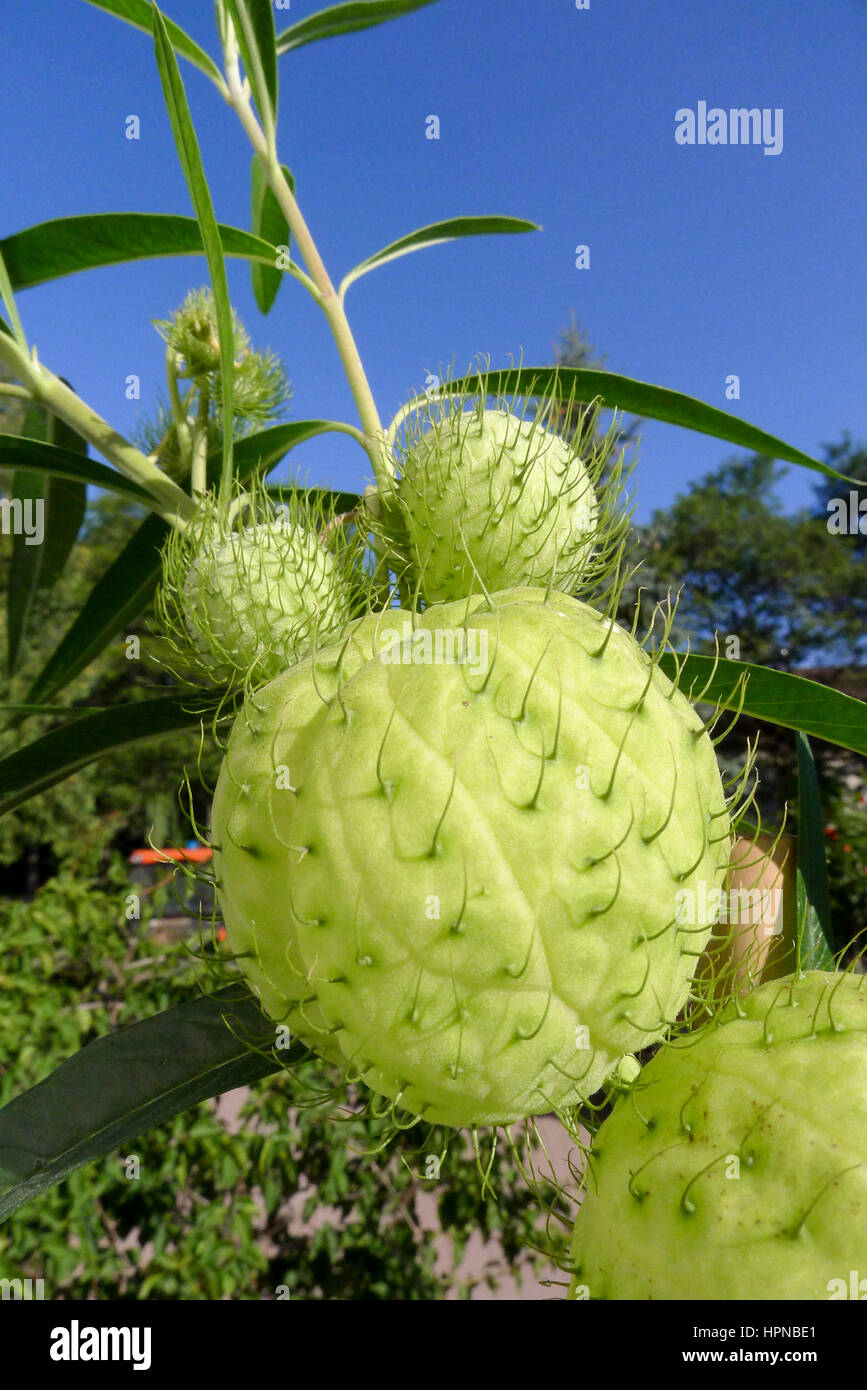 Inflated pod hi-res stock photography and images - Alamy