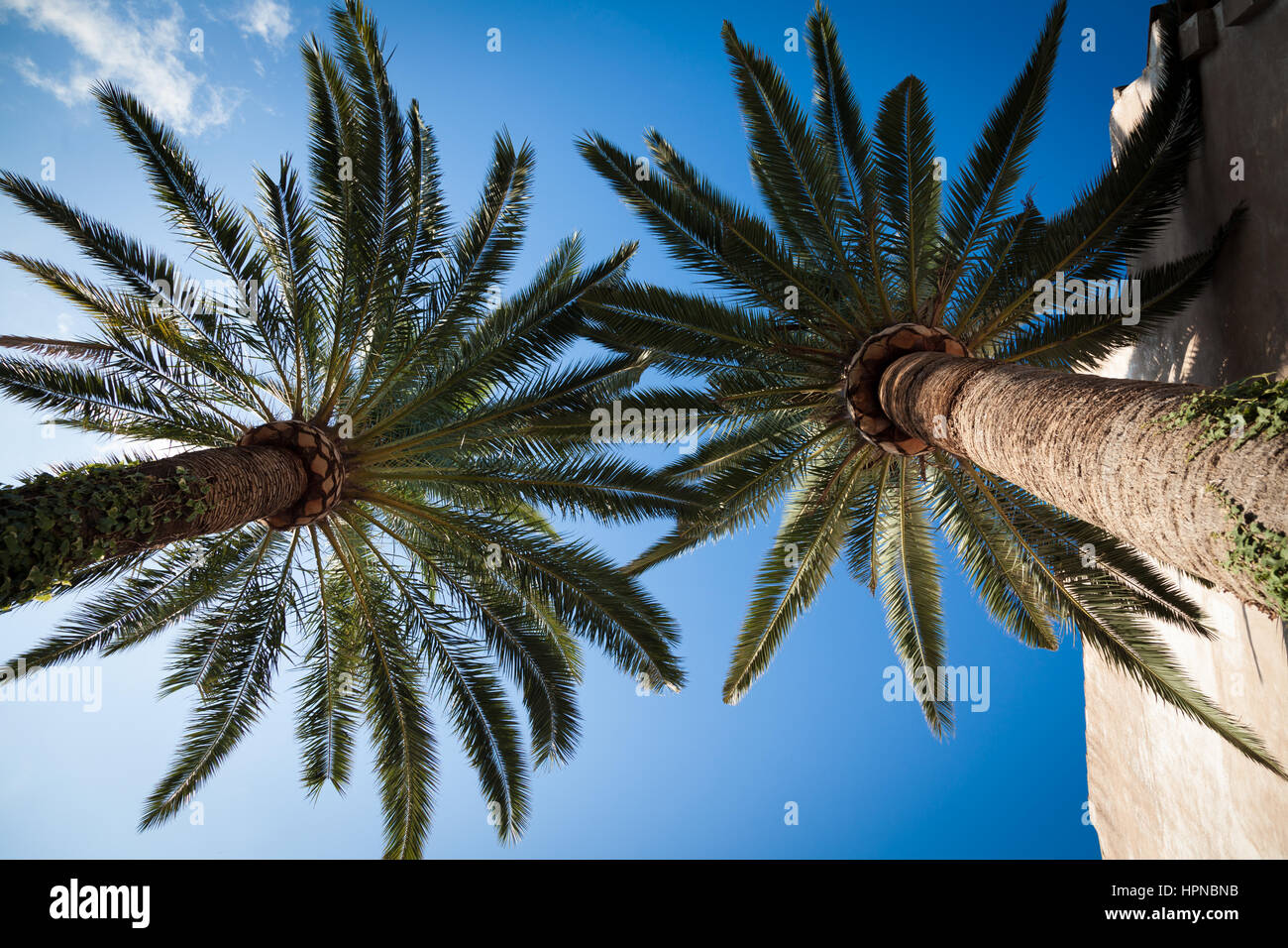 Palm Trees, Majorca, Spain Stock Photo - Alamy