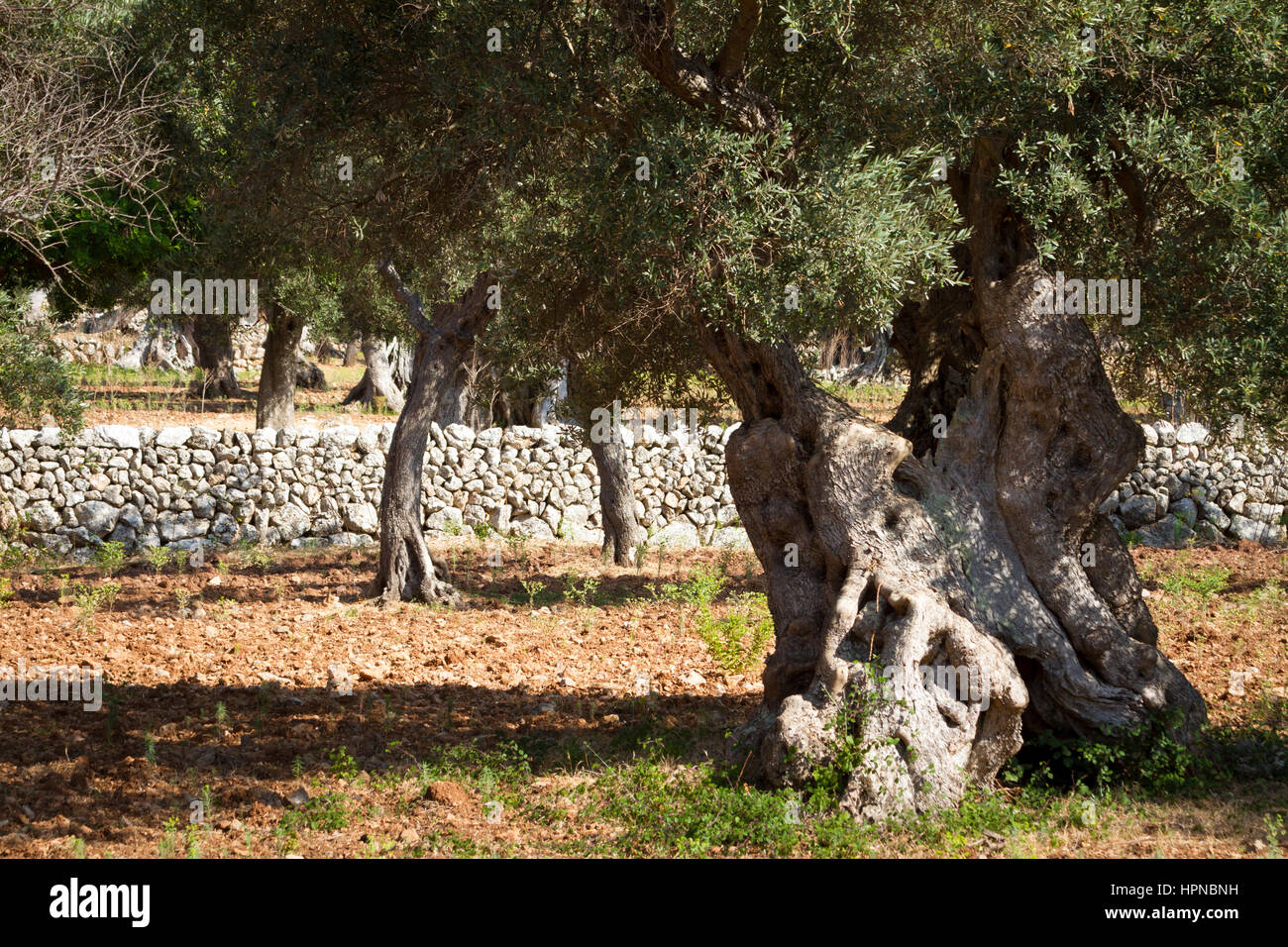 History Grove High Resolution Stock Photography and Images - Alamy