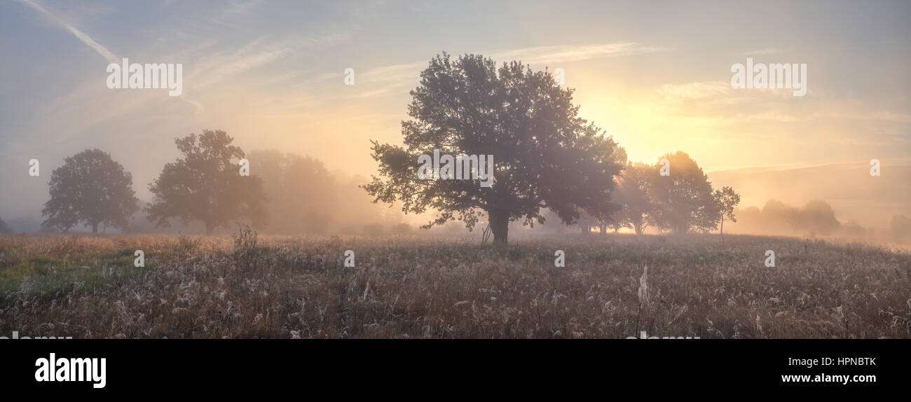 Tree in autumn trees landscape landscape fog nature nature hi-res stock ...