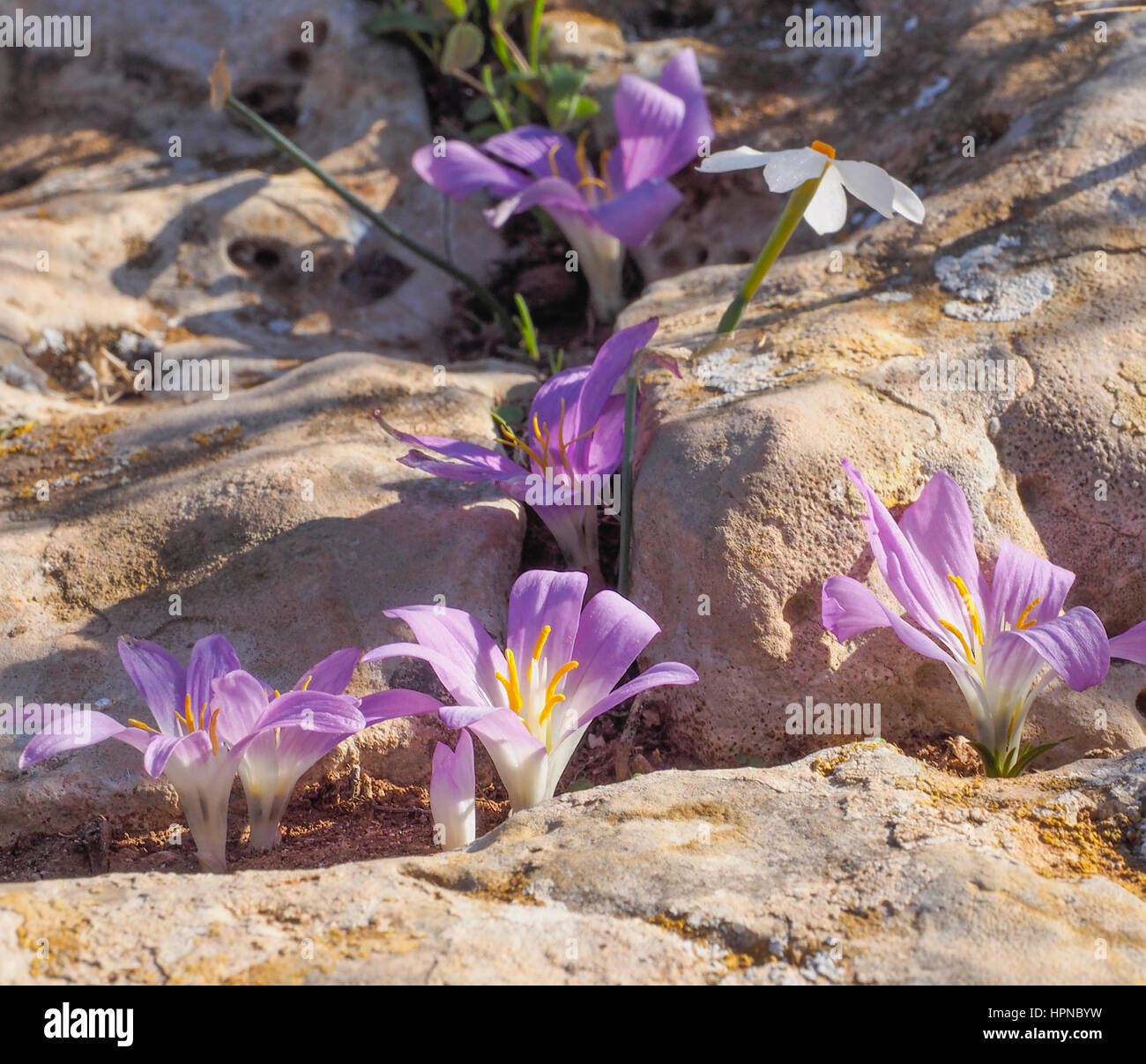 Balearic flora hi-res stock photography and images - Alamy