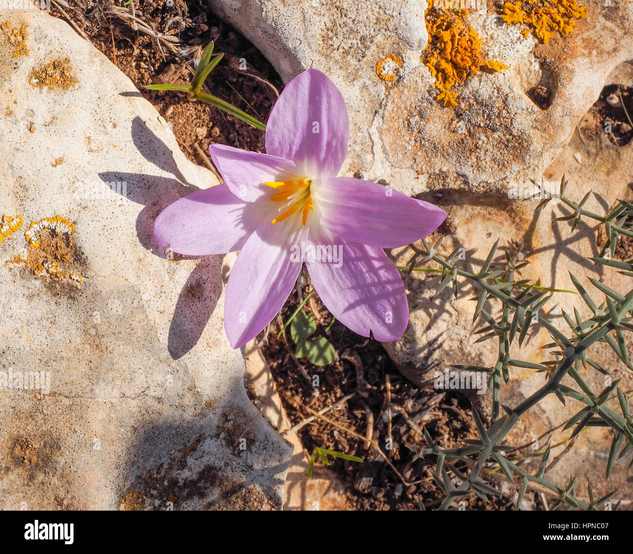 Wild flowers Flora and fauna on El Pilar de la La Savina Fomentera ...