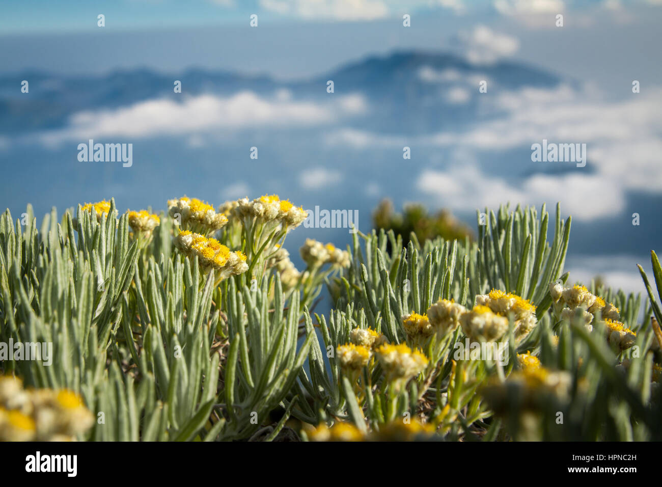 Bunga keabadian hi-res stock photography and images - Alamy