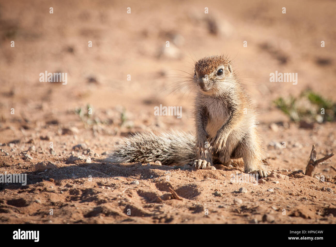 Adorable baby Cape ground Squirrel ( Xerus inauris) just outside of its ...