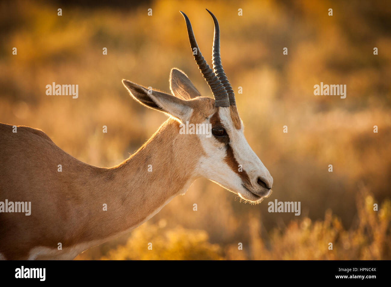 Springbok pronking hi-res stock photography and images - Alamy
