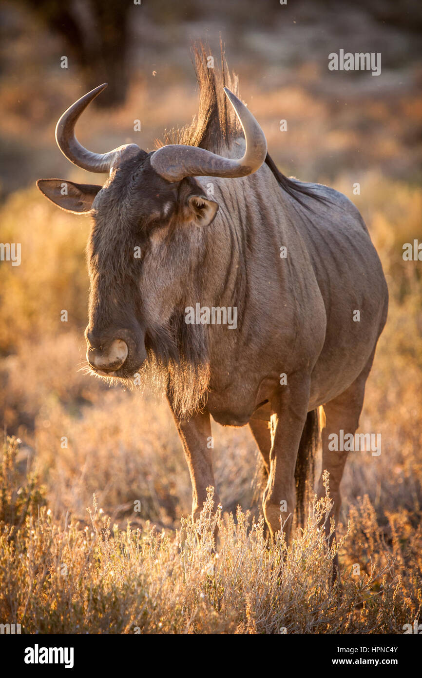 Golden wildebeest hi-res stock photography and images - Alamy
