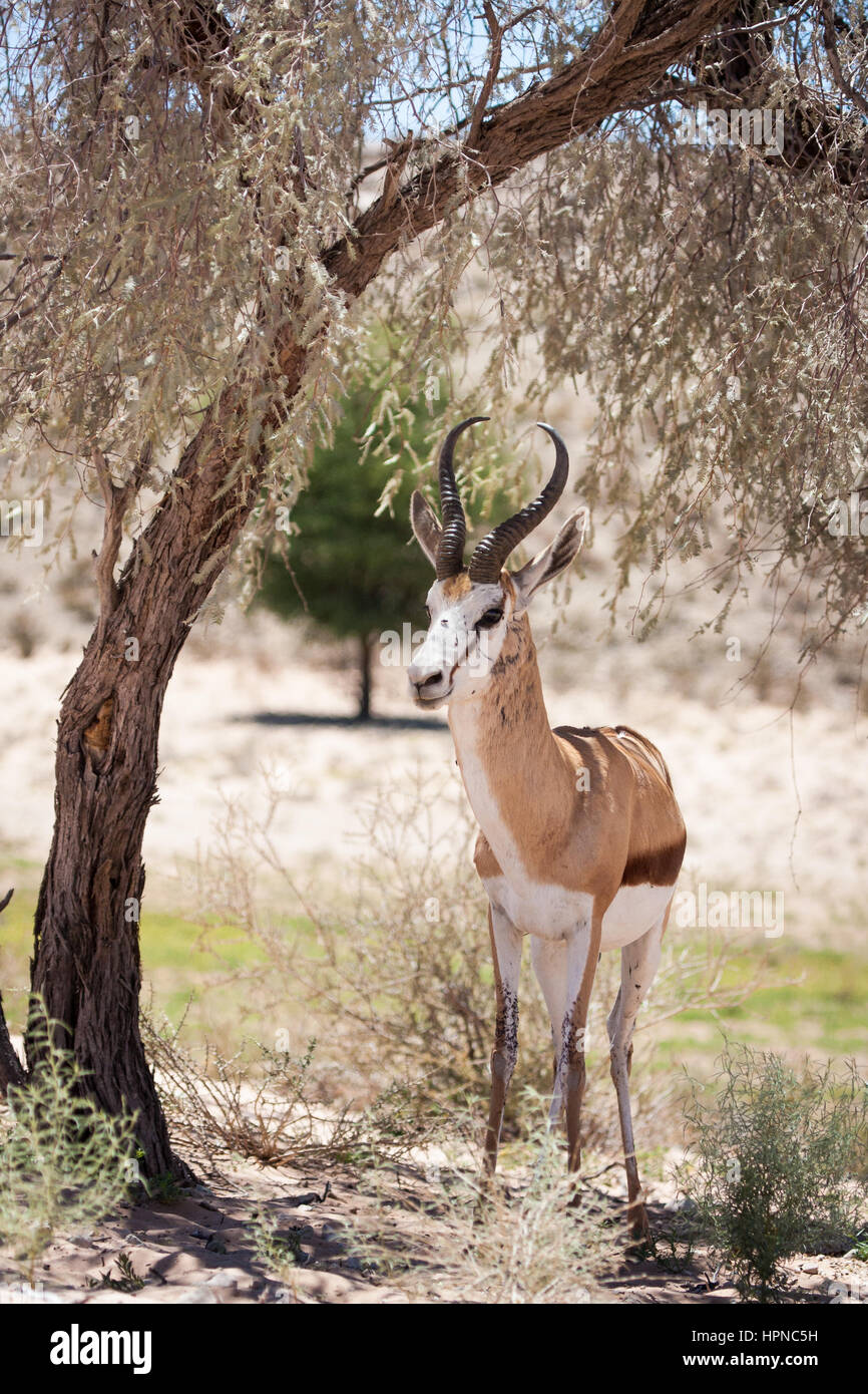 Springbok ram hi-res stock photography and images - Alamy