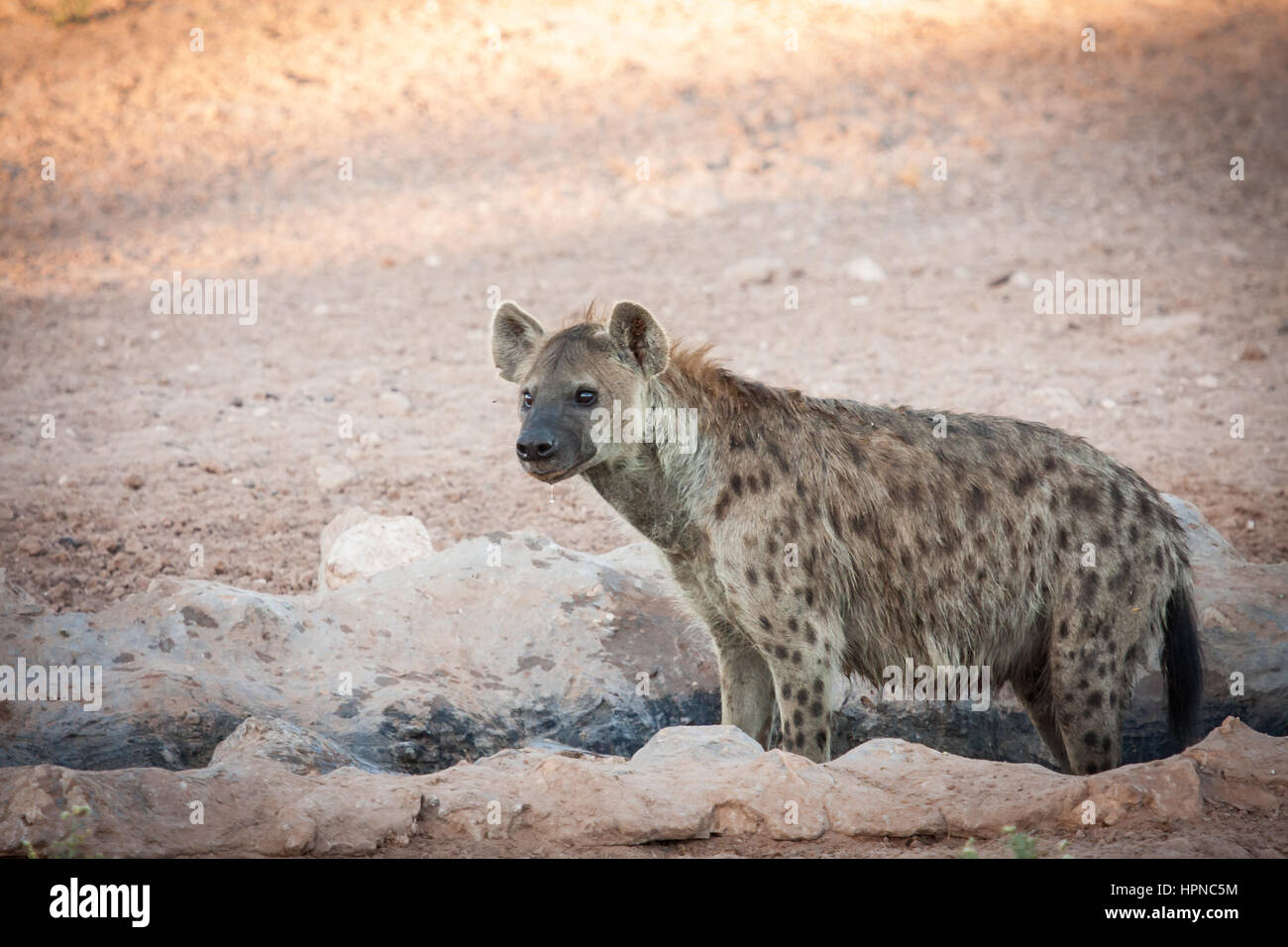 Laughing hyena africa hi-res stock photography and images - Alamy