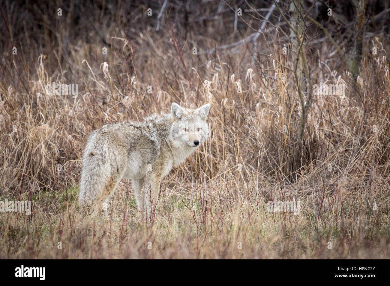 Adult coyote ( Canis latrans) hunting for voles in the early morning ...