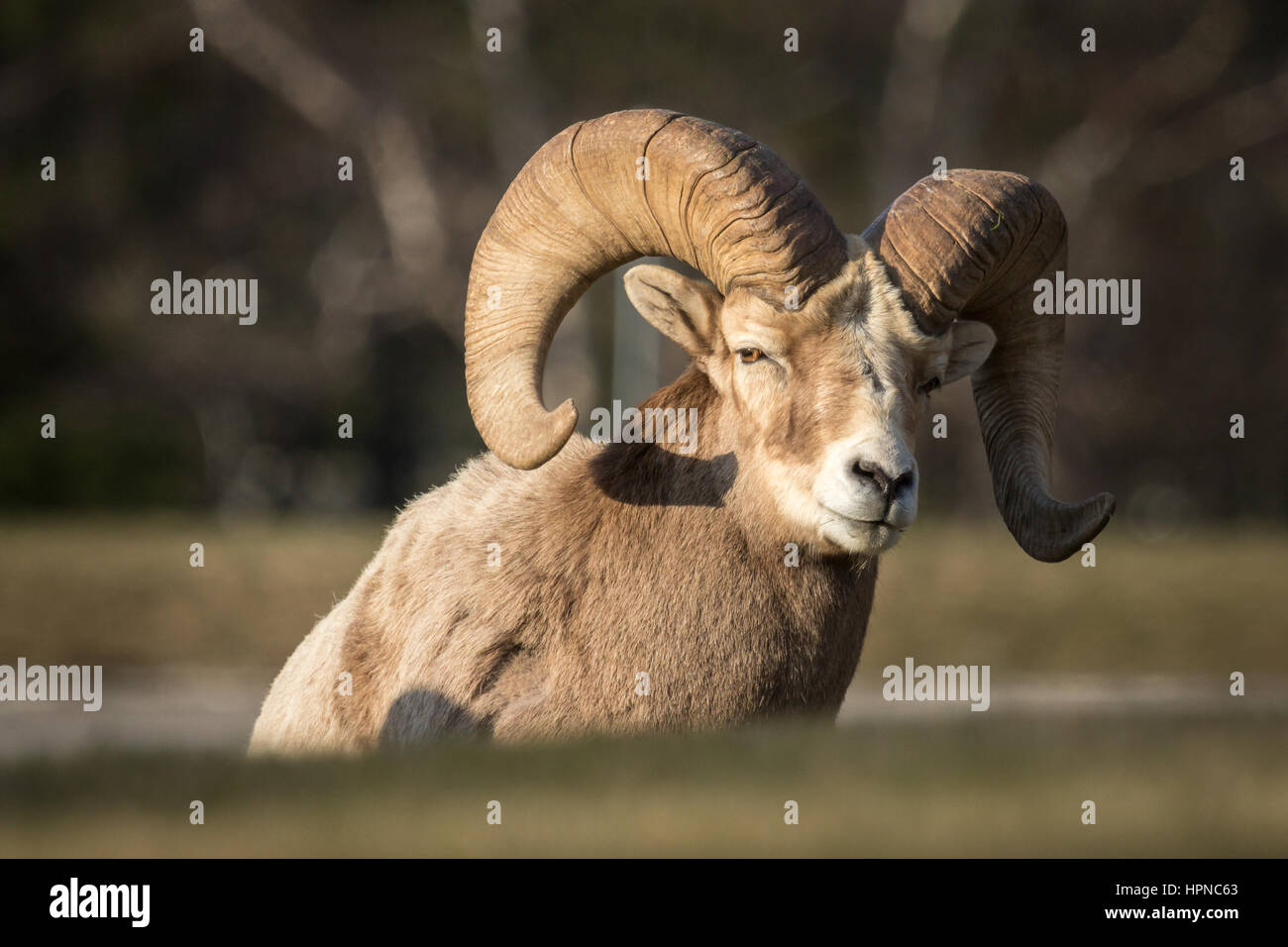 Big Horn sheep ( Ovis canadensis) resting on a small grass slope Stock ...