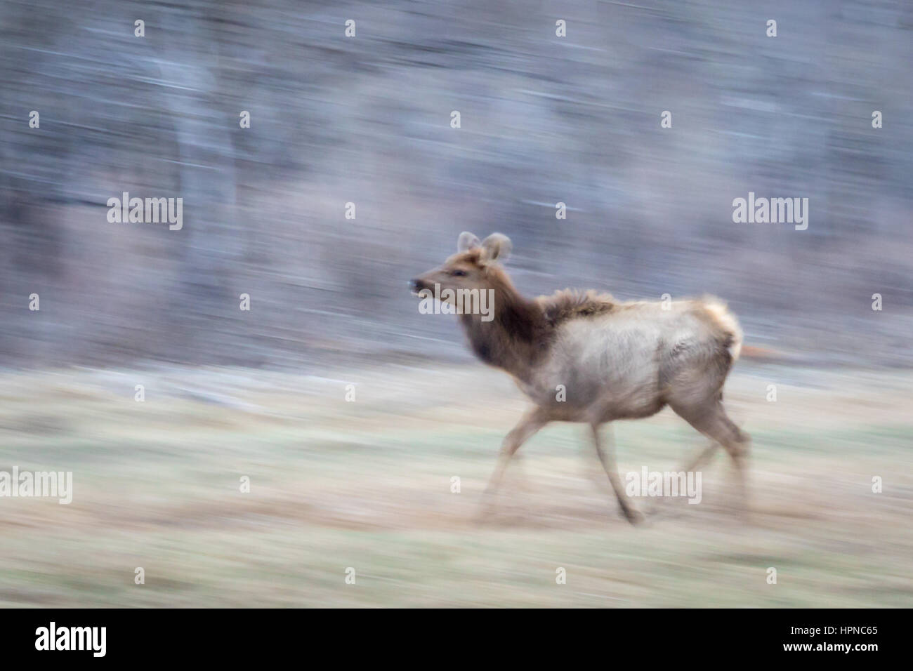 Running elk hi-res stock photography and images - Alamy