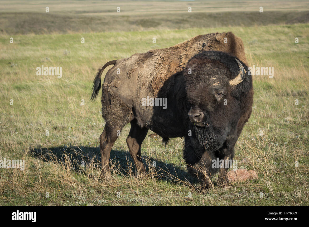 Large American bison bull ( Bison bison) on the plains of Grasslands ...