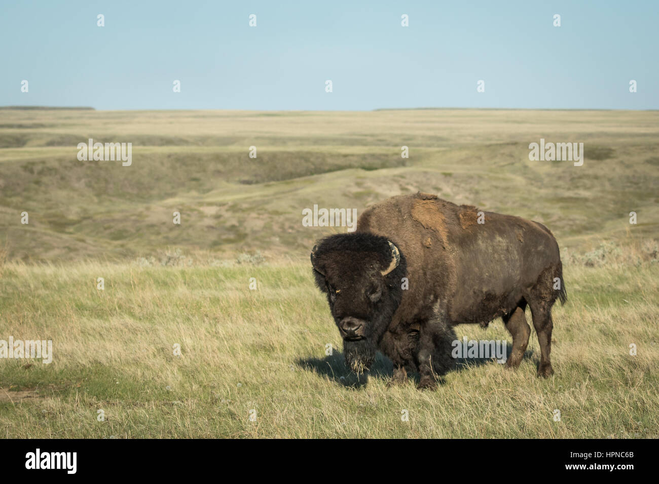 Big old American bison bull ( Bison bison) on the plains of Stock Photo ...
