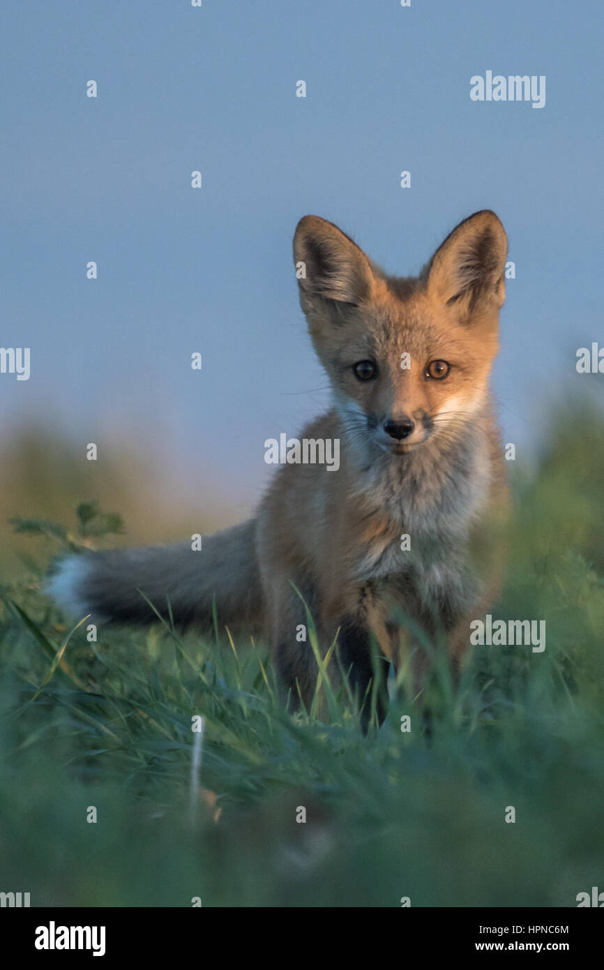 A young Red fox kit (Vulpes vulpes) exploring life outside the den ...