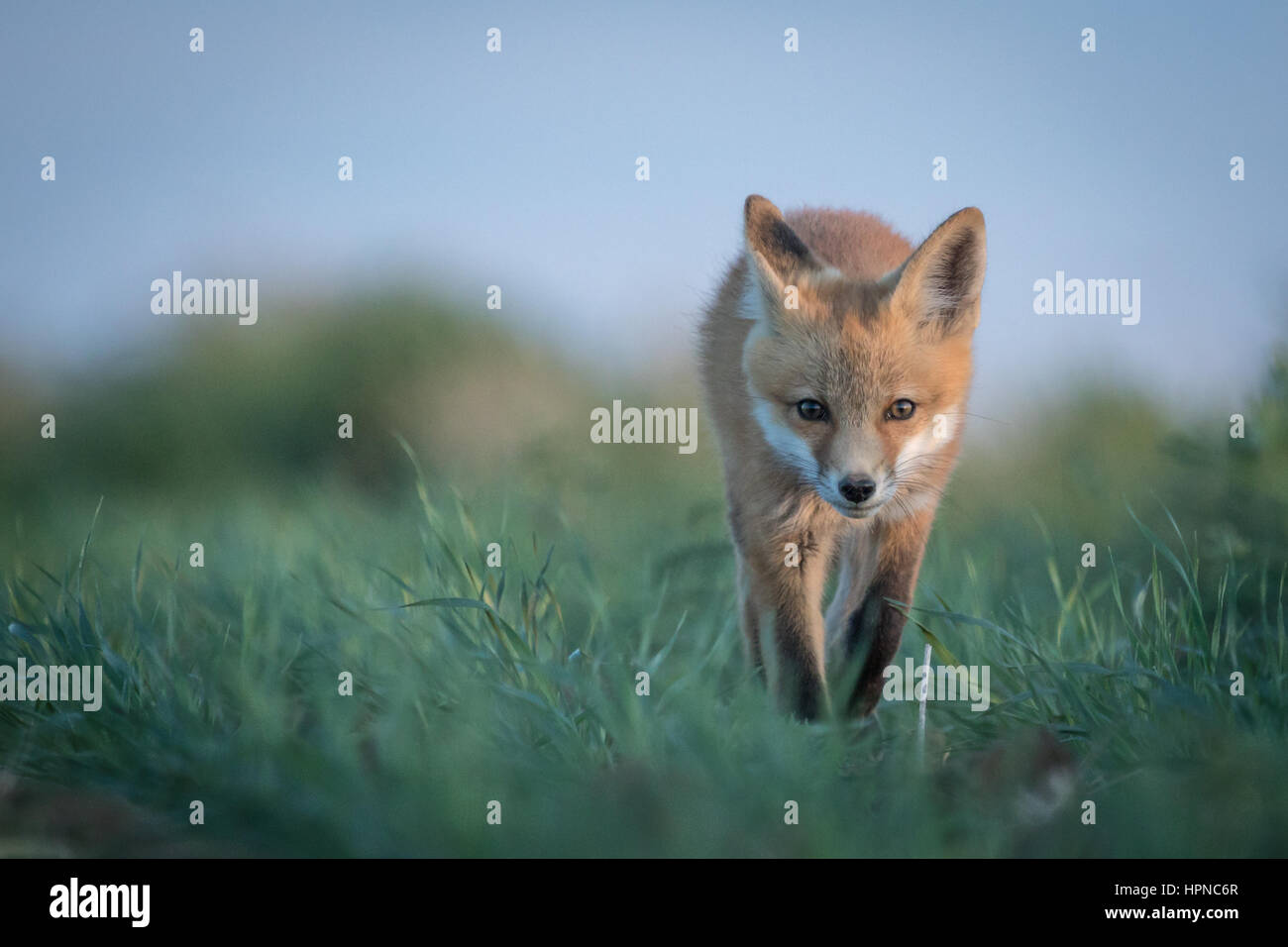A young Red fox kit (Vulpes vulpes) exploring life outside the den ...