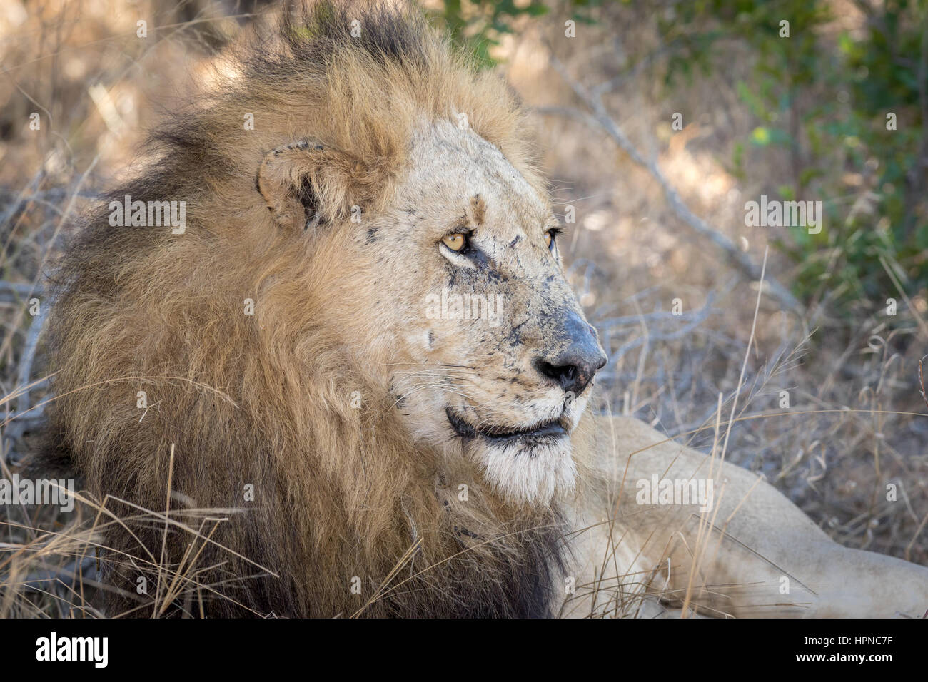 Mature male lion (Panthera leo) resting in the shade of a tree Stock ...