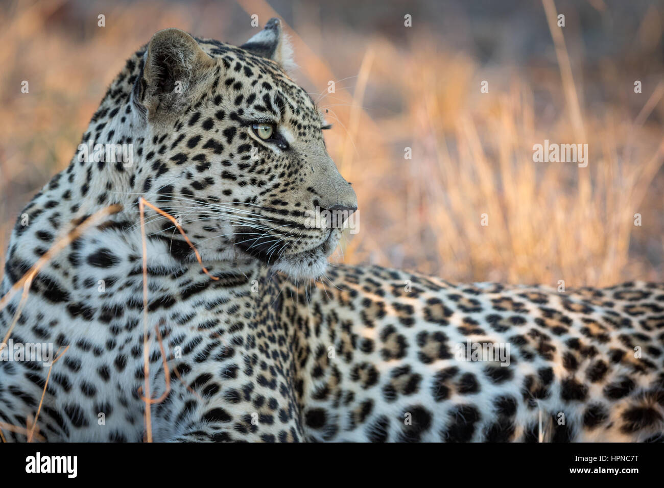 Beautiful leopard ( Panthera pardus) resting in the shade of a Marula ...