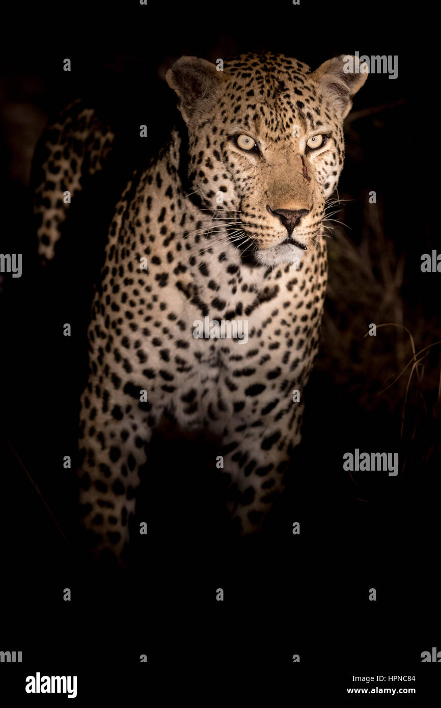 A large male leopard (Panthera pardus) with a really serious attitude ...