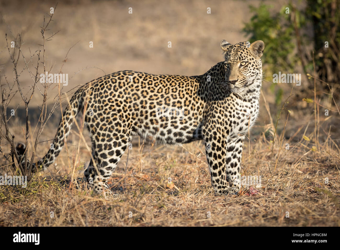 A mature male leopard (Panthera pardus) watching over his shoulder ...