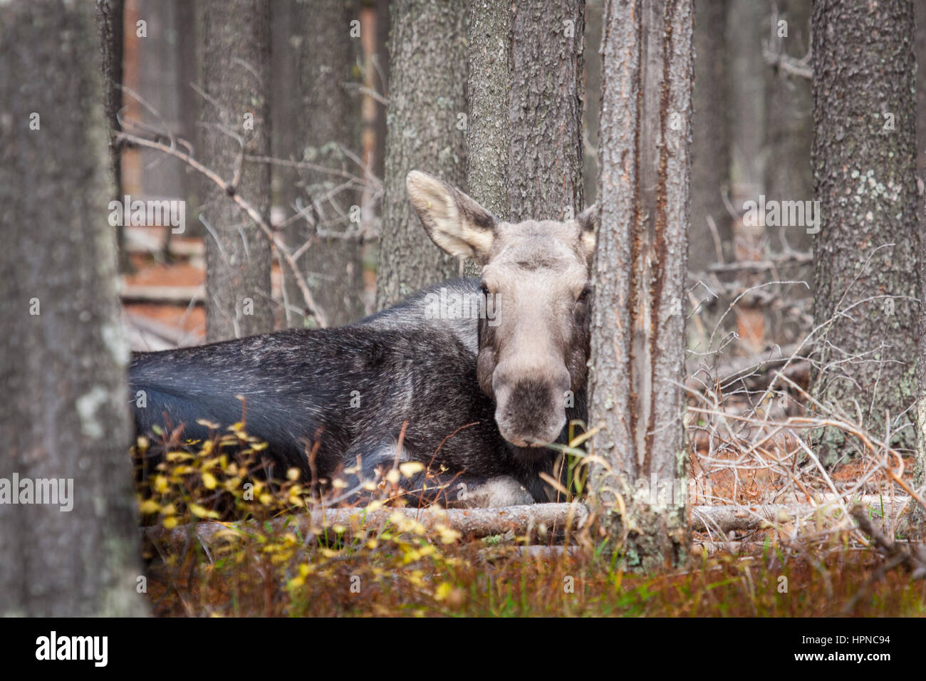 Staring moose hi-res stock photography and images - Alamy