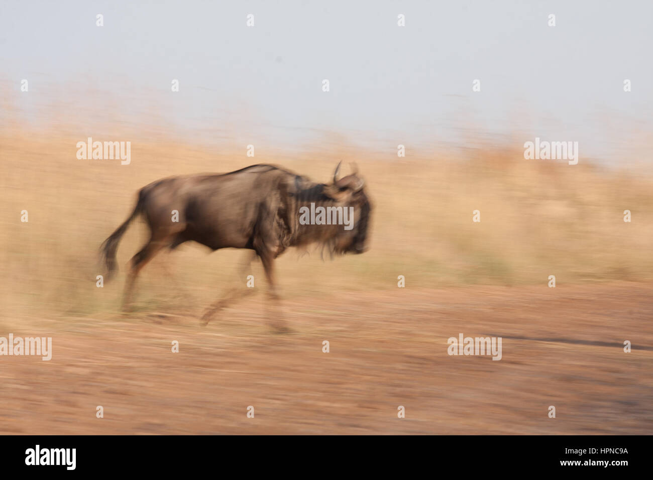A lonely Wildebeest running across the road Stock Photo - Alamy