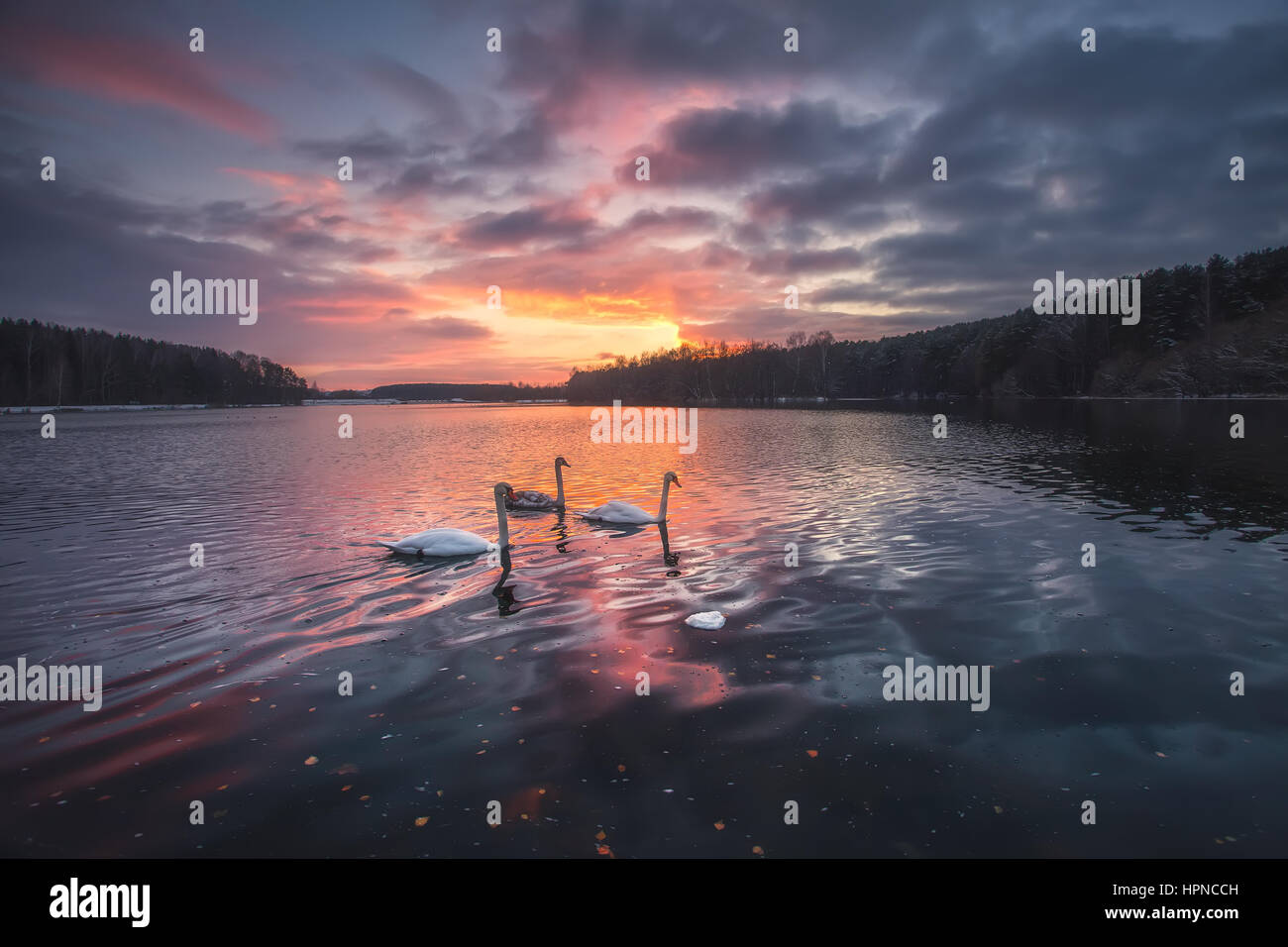 Swans on lake at the sunset. Bright autumn landscape. Evening sky ...