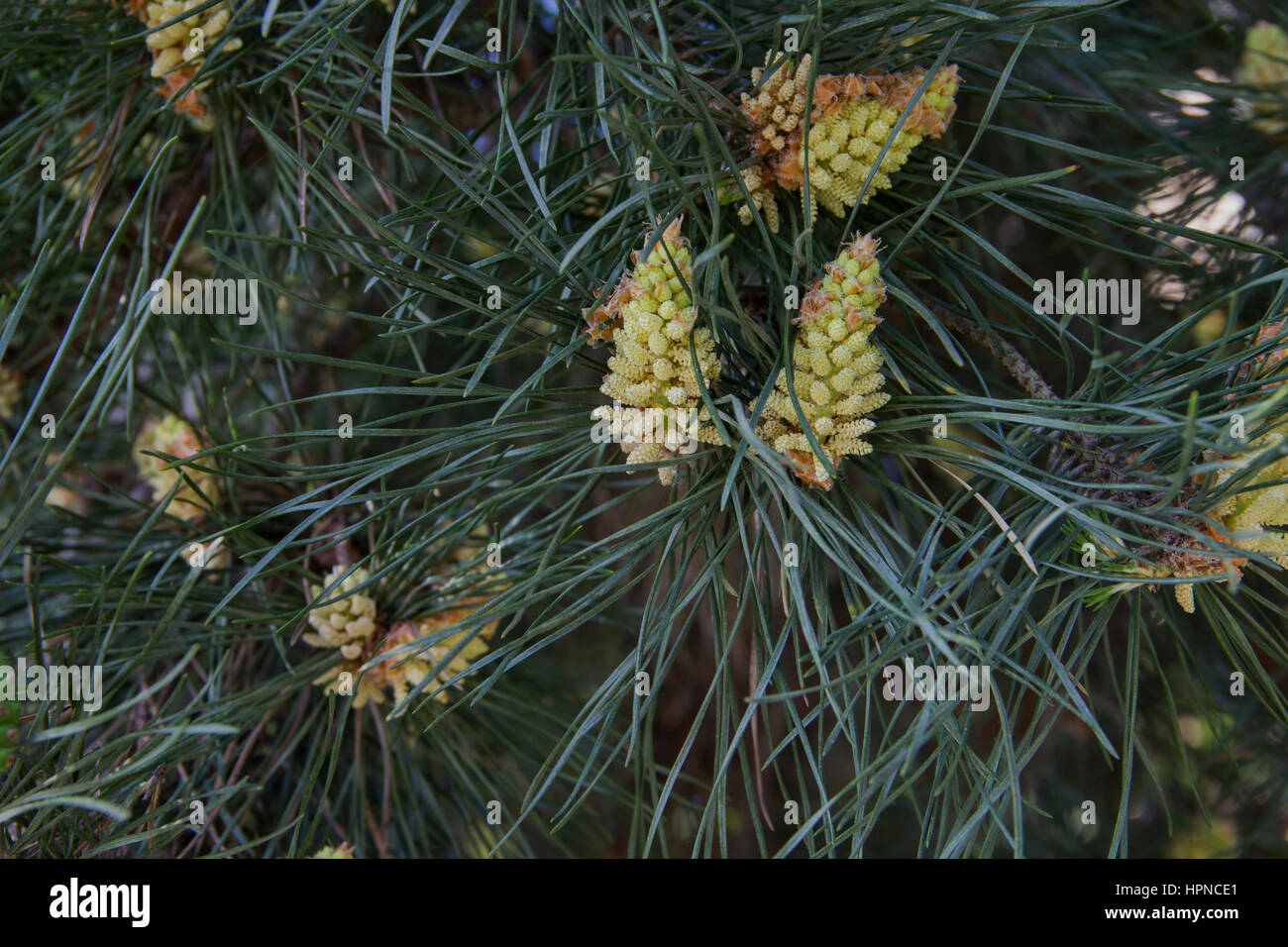Pine flower hi-res stock photography and images - Alamy
