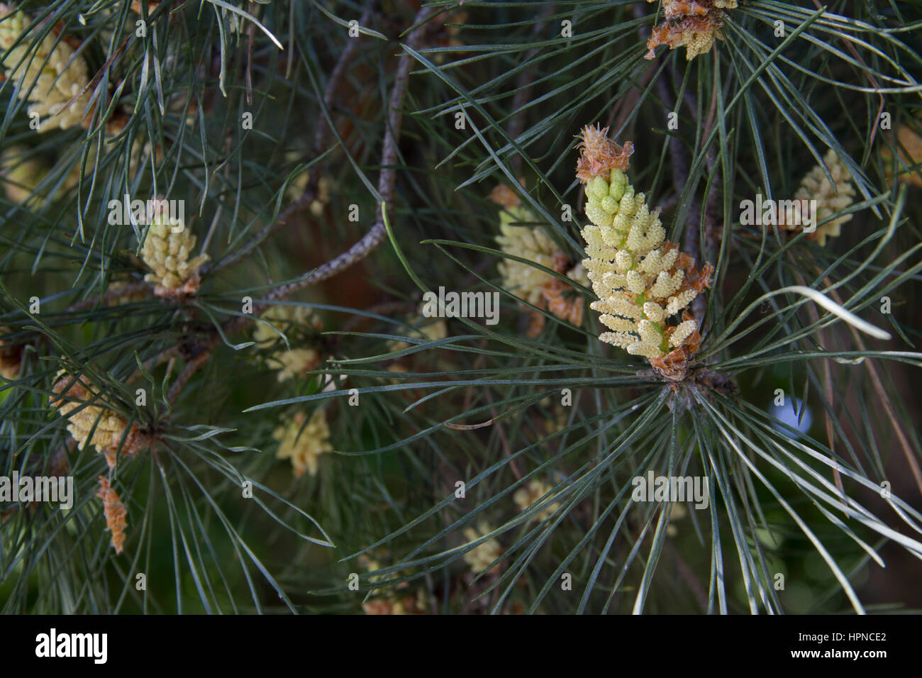 Blooming pine tree hi-res stock photography and images - Alamy