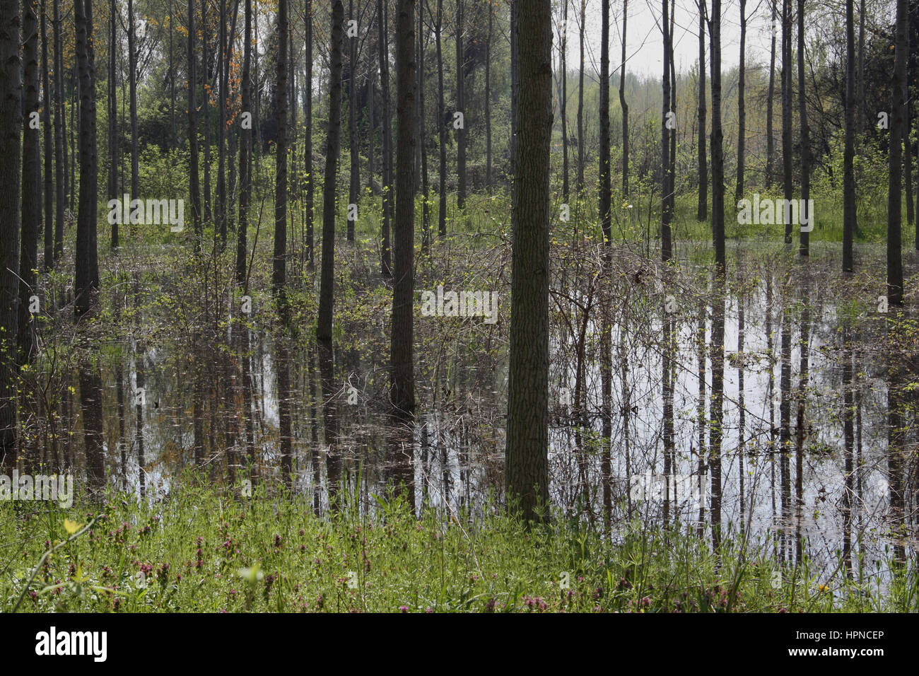 Grove of grass hi-res stock photography and images - Alamy