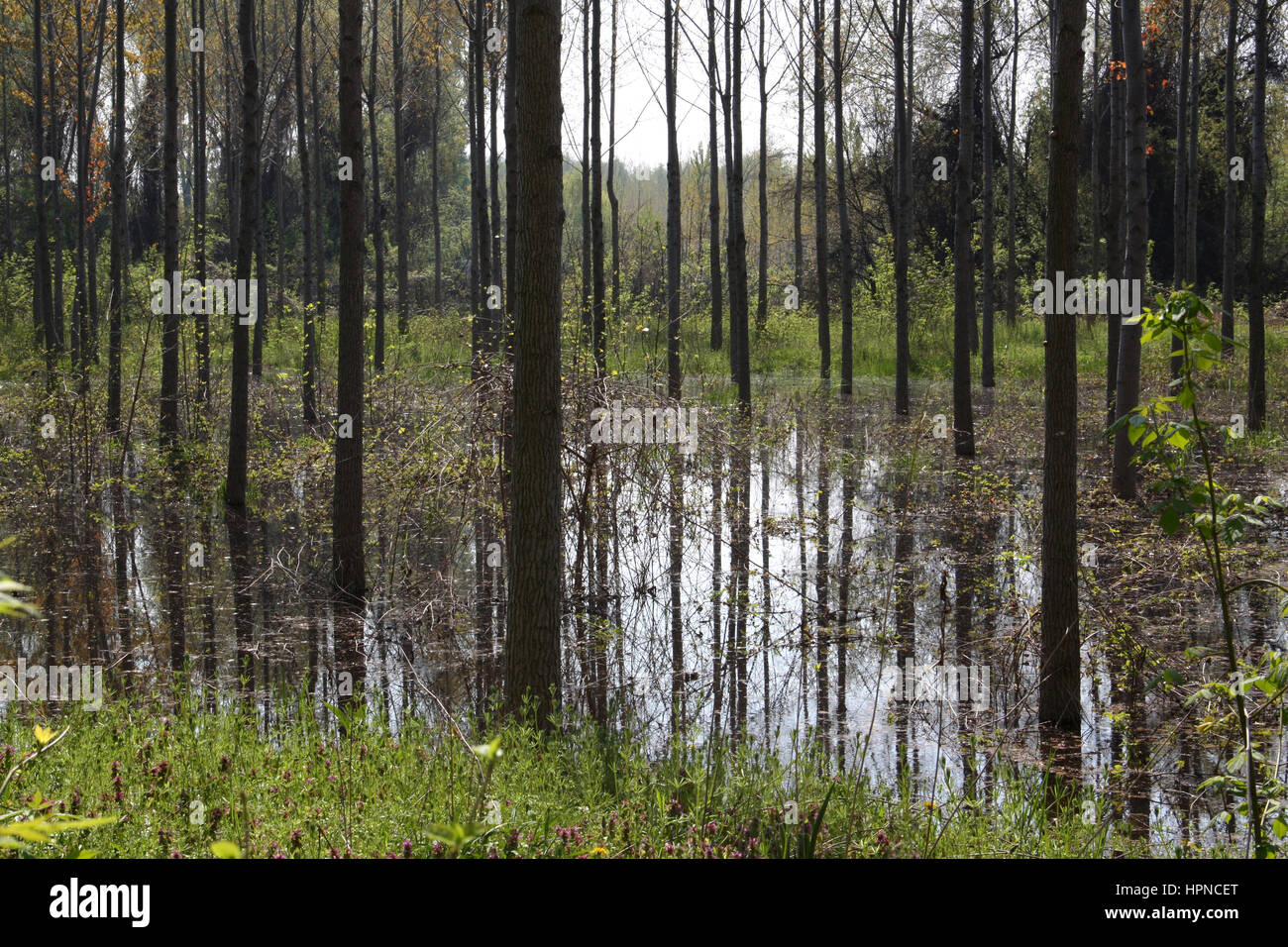 Flooded grove hi-res stock photography and images - Alamy