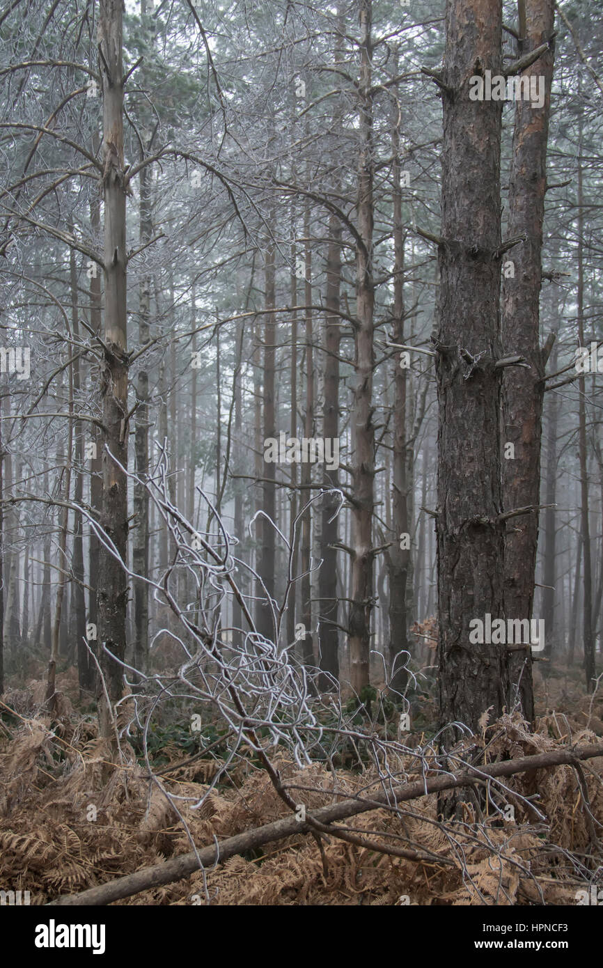 Frost in the forest hi-res stock photography and images - Alamy