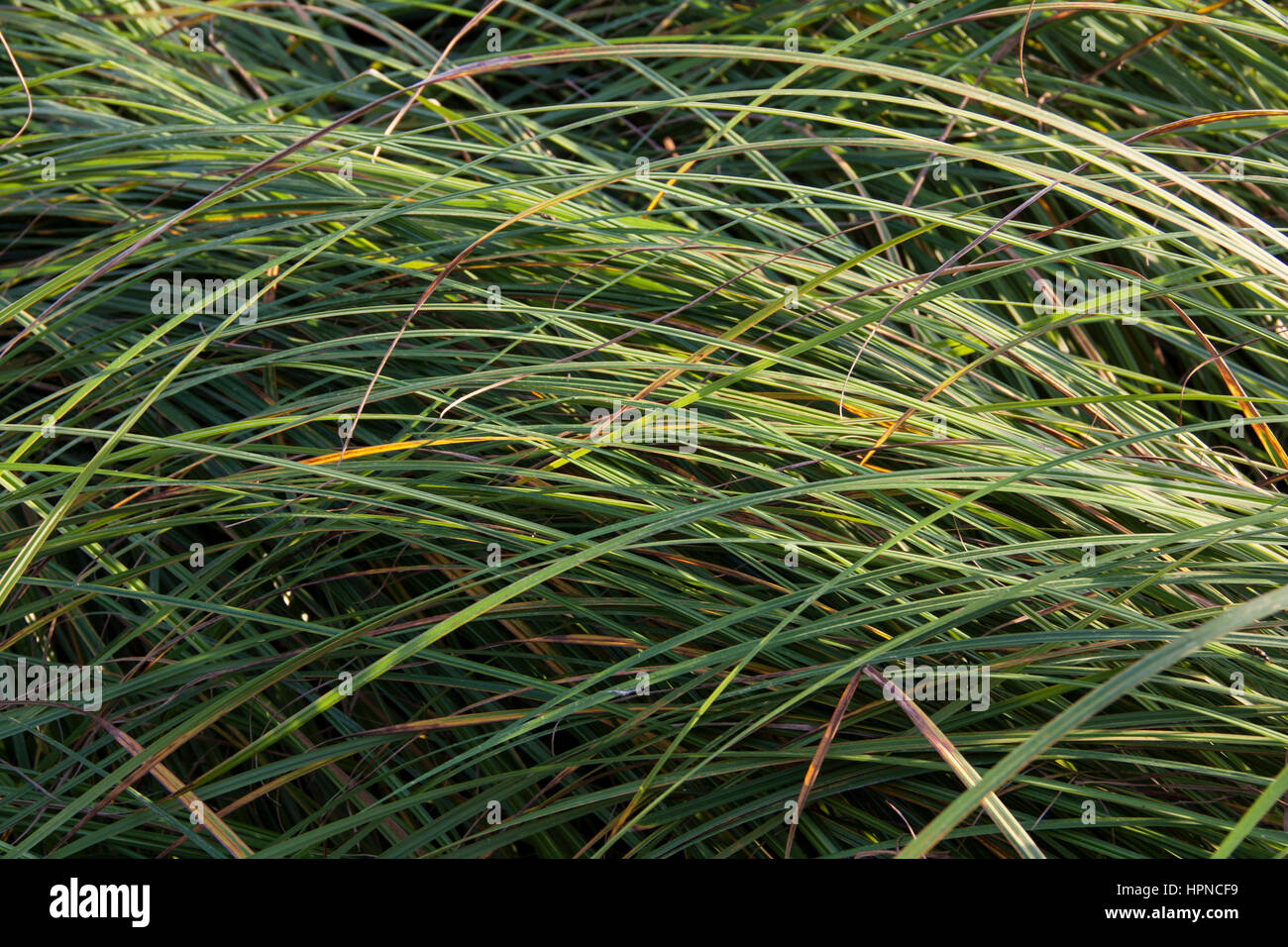 Horizontal grass hi-res stock photography and images - Alamy