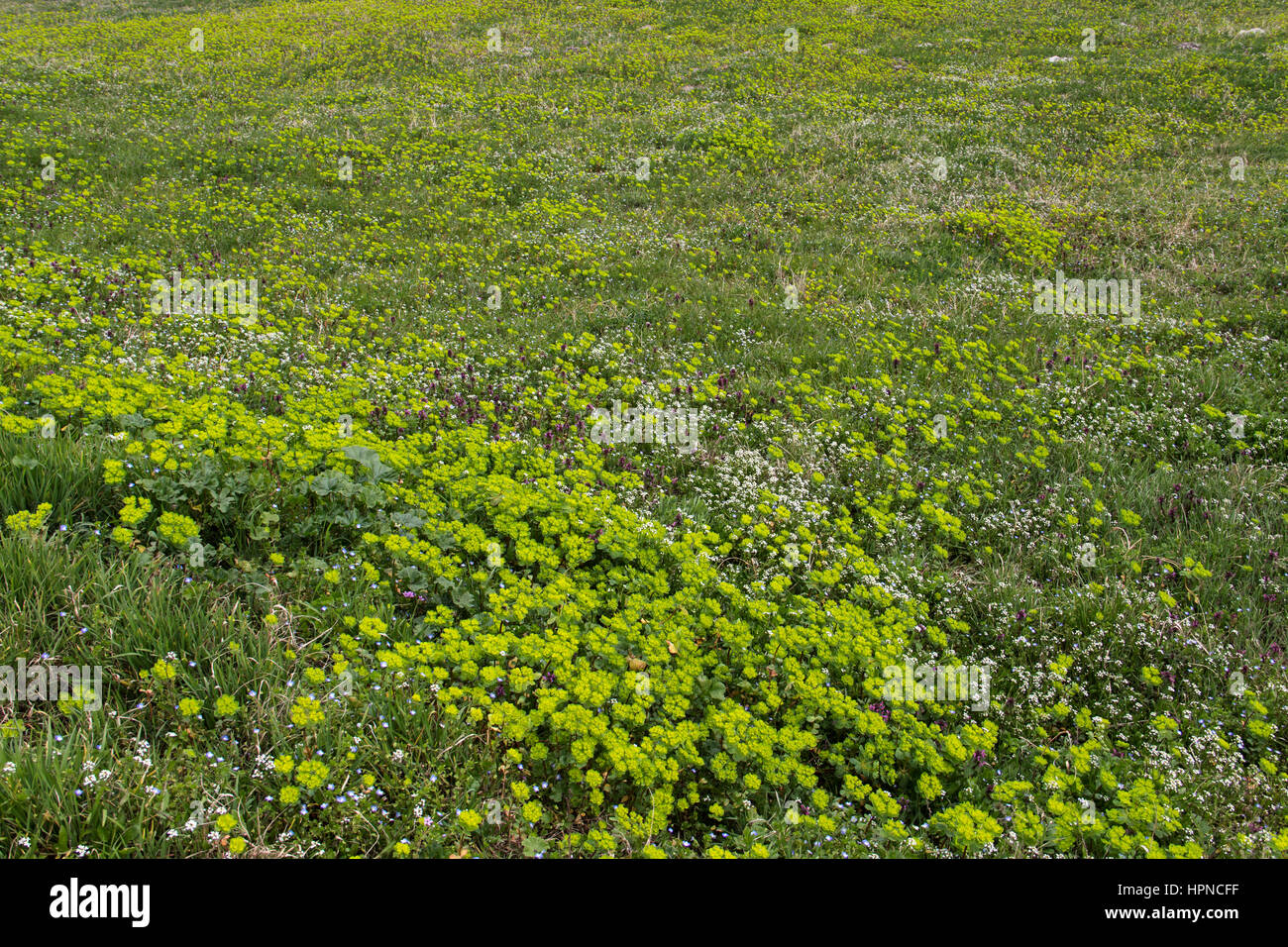 Meadows field hi-res stock photography and images - Alamy