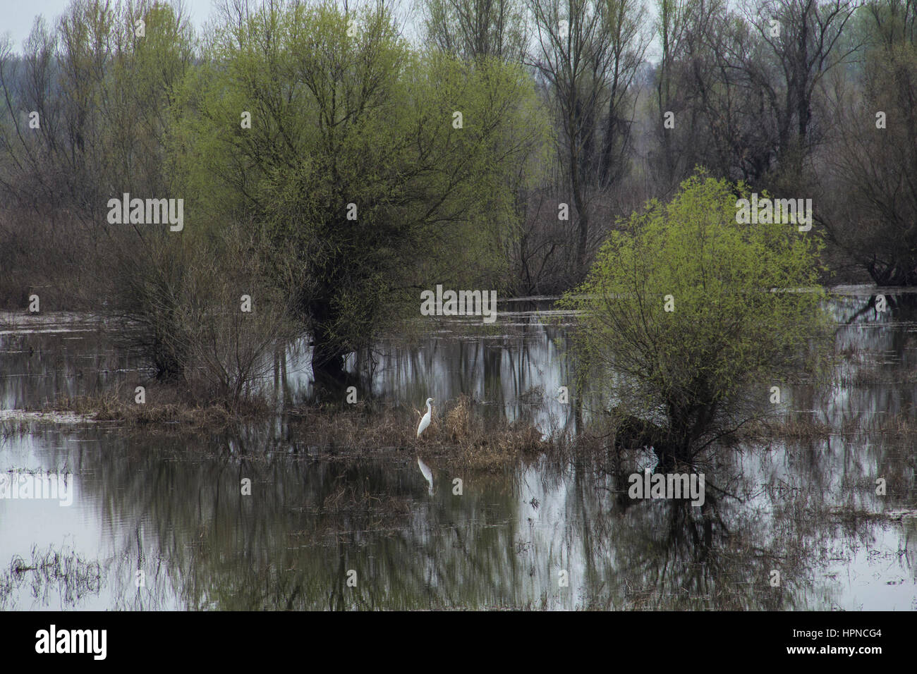 Morass hi-res stock photography and images - Alamy