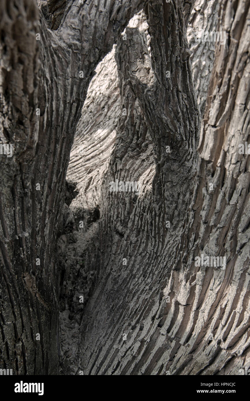 structure of a tree trunk Stock Photo - Alamy