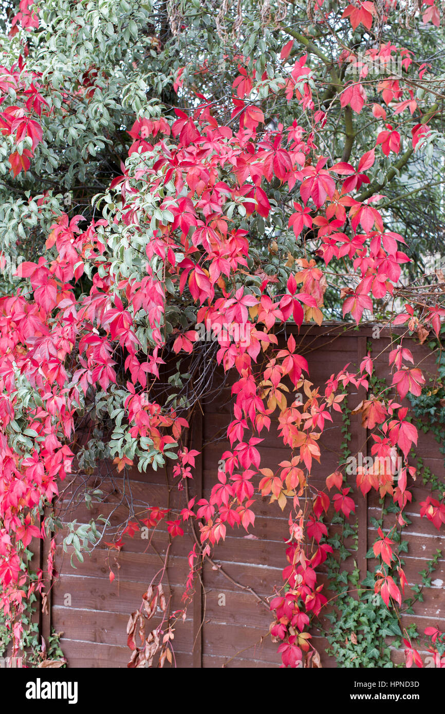 Overhanging autumn tree hi-res stock photography and images - Alamy