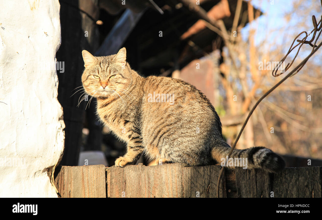 Big cat country hi-res stock photography and images - Alamy