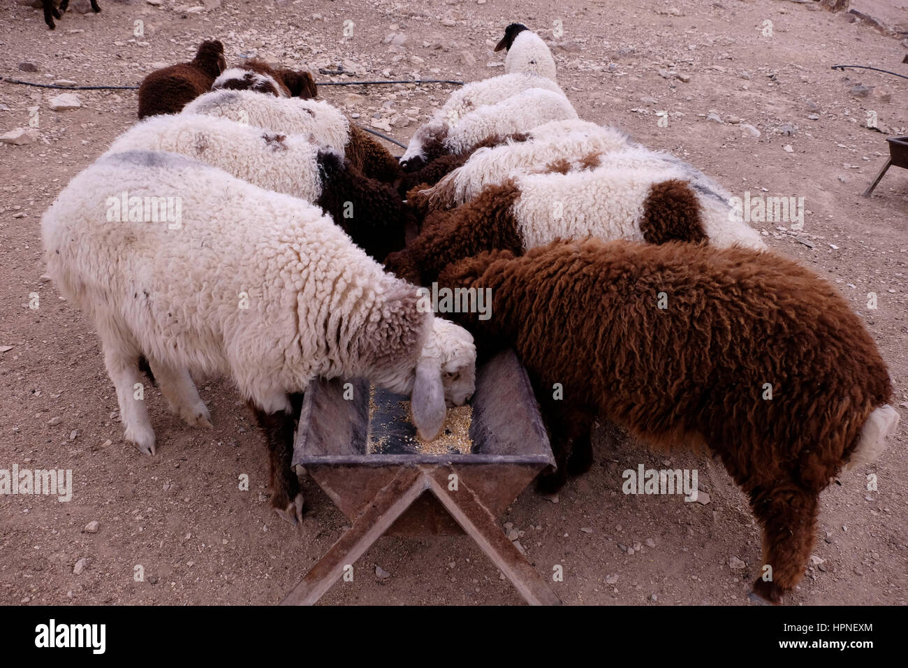 Flock of sheep eating from a trough at a Bedouin camp of the Jahalin ...