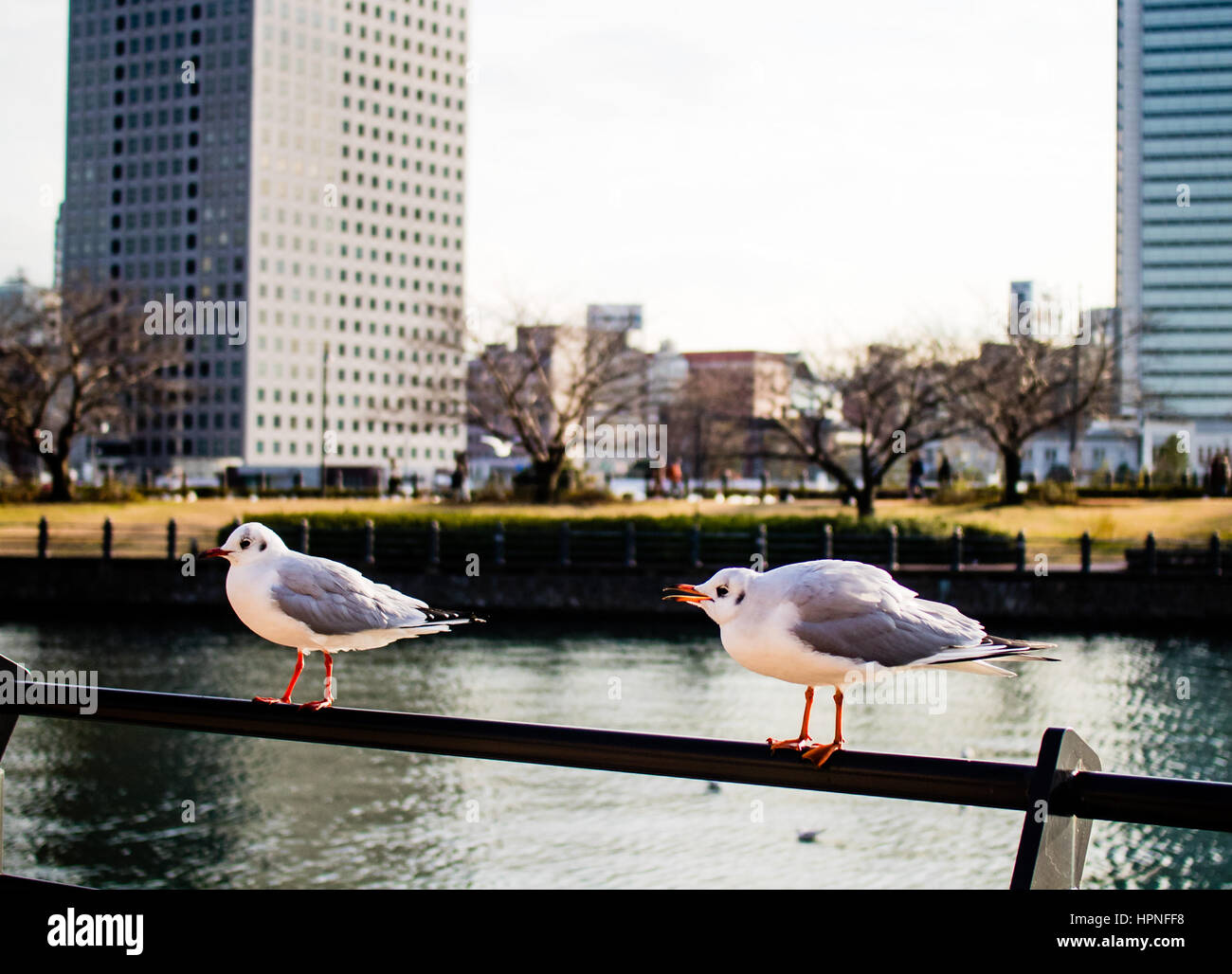 M Bird Photography High Resolution Stock Photography and Images - Alamy